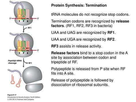 Ppt Colinearity Of Gene And Protein Powerpoint Presentation Free Download Id 5808640