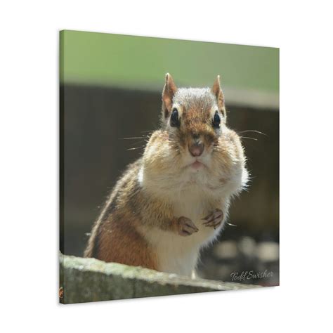 Chubby Chipmunk Canvas Gallery Wrap Chipmunk Photography Big Cheeks