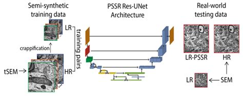 Deep Learning Based Point Scanning Super Resolution Imaging Prelights