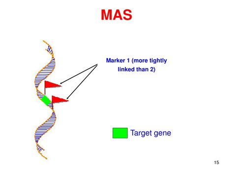 Ppt Marker Assisted Selection Mas Powerpoint Presentation Free