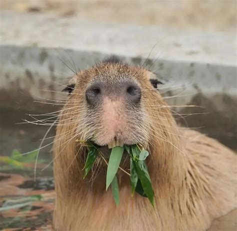 Pet Capybara Funny Capybaras Animal Aesthetic Animal Poster Animal Art
