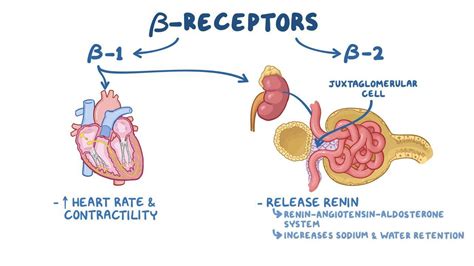 Video Adrenergic Antagonists Beta Blockers Osmosis