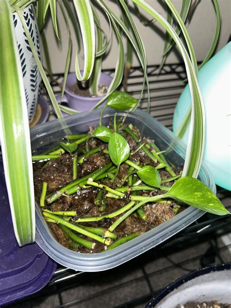 Before And After Rpropagation