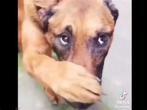 Dog Covers Nose Because Of Smell Meme Youtube
