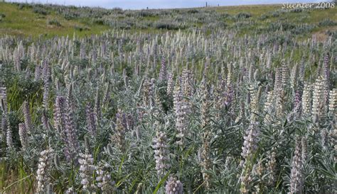 Velvet Lupine Woolly Leaved Lupine Lupinus Leucophyllus Synonyms Lupinus Leucophyllus Var