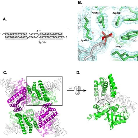1 examples of site specific recombination a intermolecular
