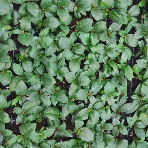 Ficus Seedling Elves Garden