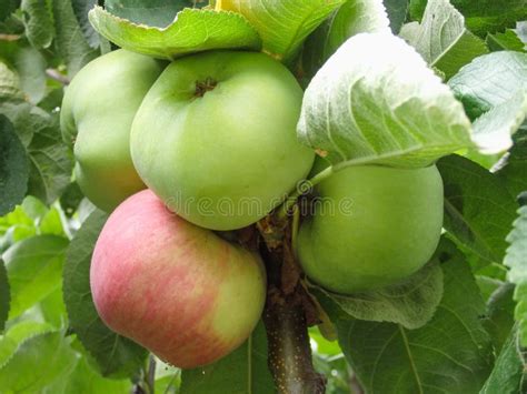 Apple Tree Branch With Apples On A Blurred Background During Ripening Stock Image Image Of