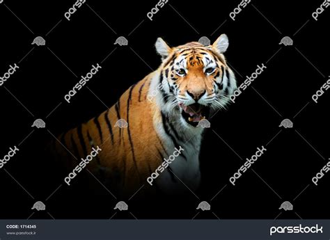 ببر نمای نزدیک حیوان وحشی جدا شده در پس زمینه سیاه 1714345