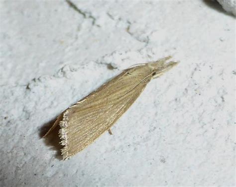 Tan Moth Bugguidenet
