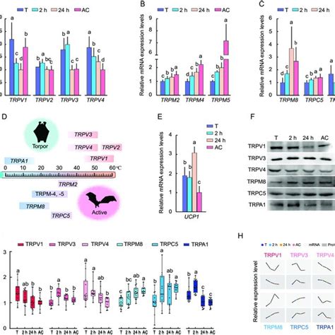 Expression Of Various Thermo Trps In Bats Under Different Physiological Download Scientific