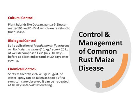 Control And Management Of Common Rust Maize Disease
