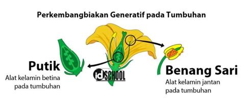 Perkembangbiakan Generatif Tumbuhan