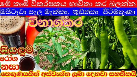 මේ කෘමි විකර්ෂකය මිරිස් වගාවට භාවිතා කර සියලුම රෝග නසාලන්න Youtube