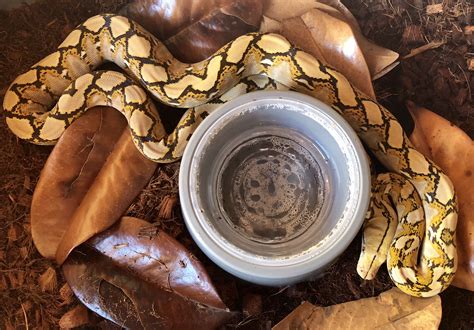 Pin By Jose Gonzales On Reticulated Pythons Reticulated Python