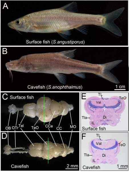 Cavefish Phenotypes Surface Fish Sinocyclocheilus Angustiporus A And