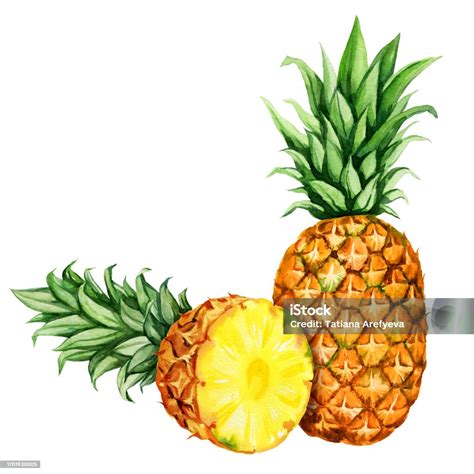 반쯤 익은 파인애플과 함께 손으로 그린 수채화 그림 열대 과일의 스케치 흰색 배경에 분리된 음식 그림 파인애플에 대한 스톡 벡터