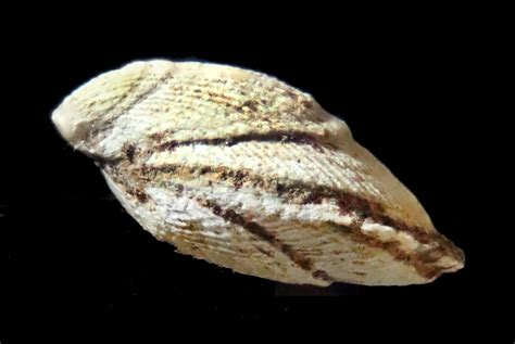 Lamp Shell Brachiopods The Fossil Forum