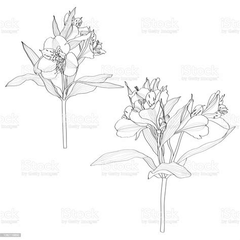 손으로 그린 선 일러스트 열대 식물의 컬렉션 알스트로에메리아의 꽃 세트 흰색으로 분리된 식물 스케치 디자인 타이포그래피 인쇄물 포스터 문신에 대한 요소를 간략하게 설명합니다