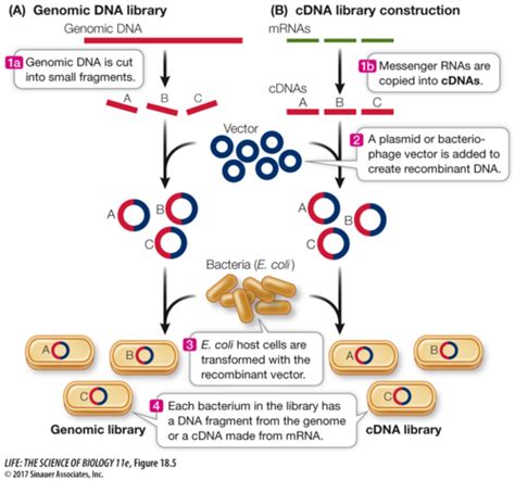 genomic library