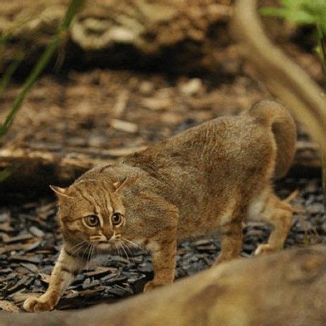 A Cat Is Walking On The Ground Near Some Plants And Rocks Looking At The Camera