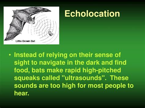 How Do Bats Produce Echolocation Sound At Donald Pennington Blog