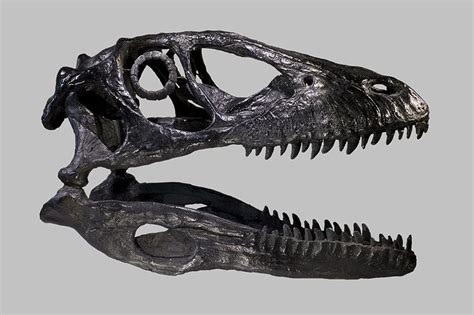 Old Earth Ministries Online Dinosaur Curriculum