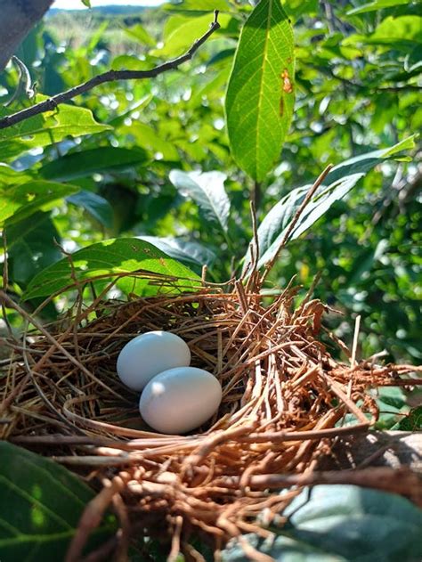 무성한 녹지 속의 흰 알이 있는 새 둥지 · 무료 스톡 사진