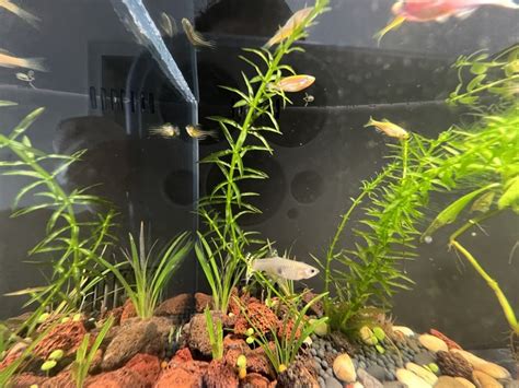 米家智能鱼缸 水族箱怎么样 米家鱼缸长绿毛原因竟是这个 什么值得买