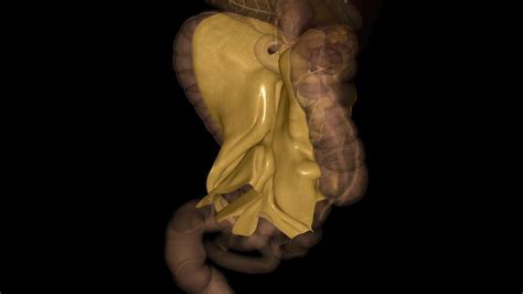 Premium Photo Mesenterytransverse Mesocolon And Sigmoid Mesocolon