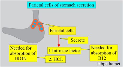 Anti Parietal Cell Antibody Apca And Pernicious Anemia