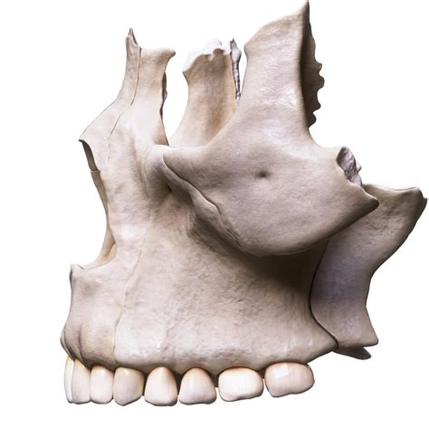 Maxilla Bone Anatomy Maxilla Anatomy Function Clinical Aspects