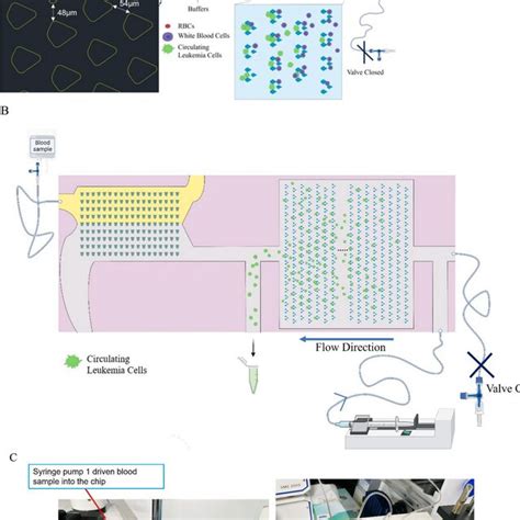 The Design Layout Of The Clcs Microfluidic Chip A This Capture Download Scientific Diagram