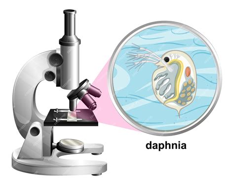 Microscope Avec Structure Anatomique De La Daphnie Sur Fond Blanc