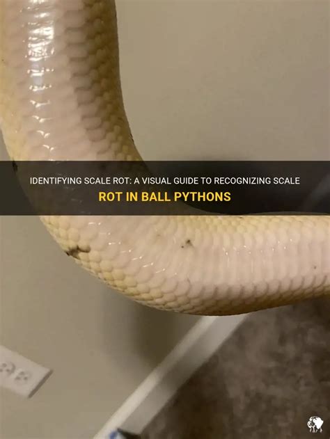 Identifying Scale Rot A Visual Guide To Recognizing Scale Rot In Ball
