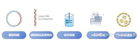 分子技术12：浅谈mrna疫苗前世今生 知乎