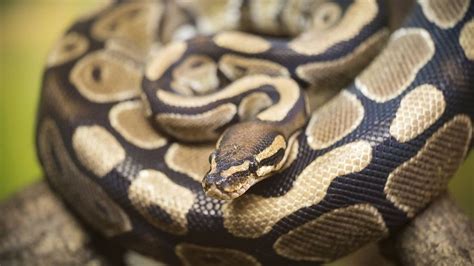 Deux Nuits Avec Un Python En Liberté… Sans Le Savoir Lessentiel