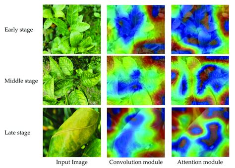 Gradcam Visualization Examples For The Early Middle And Late Stages Of Download Scientific