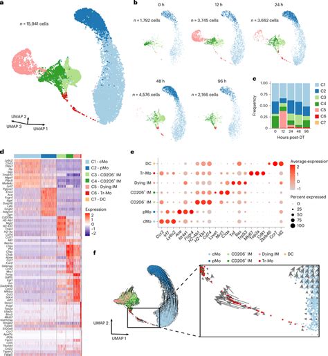 Time Course ScRNA Seq Analyses Of Interstitial Macrophage Niche