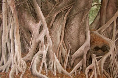 Tree Trunk Painting At PaintingValley Com Explore Collection Of Tree Trunk Painting