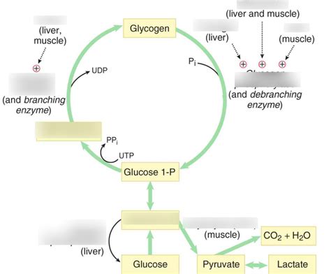 Glycogenolysis And Glycogenesis Usmle Review
