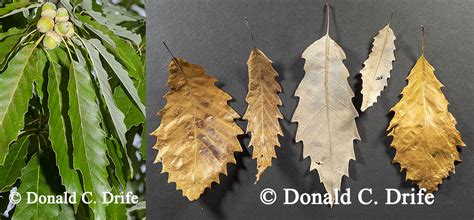 Michigan Trees The Michigan Nature Guys Blog