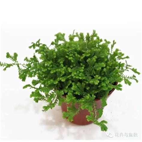 野外常见的蕨类植物踏青的收获