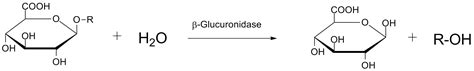 Beta Glucuronidase Covachem