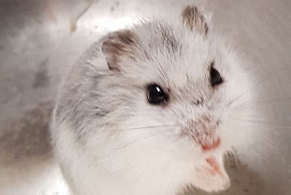 Dwarf Winter White Hamster Colors