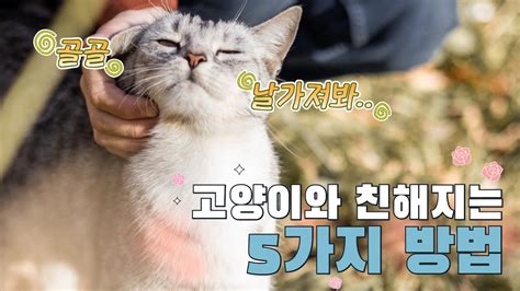 고양이와 친해지는 방법 5가지 L 고양이가 좋아하는 영상 고양이 수의사 Cat Youtube