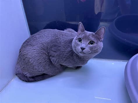 러시안블루 사랑이 보스턴테리어 핏불테리어 허스키 테리어종류 꼬똥 차오차오 아프간하운드 Cat 강아지분리불안 털안빠지는강아지 귀여운강아지 강아지종 사바나캣 믹스견 잭러셀테리어