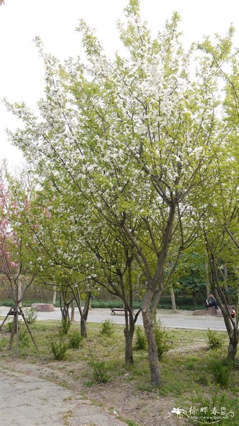 湖北海棠 Malus hupehensis 花卉图片网