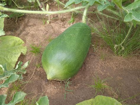 တံတားဦးမြို့နယ်တွင် မီးဖိုချောင်သုံး ဟင်းသီးဟင်းရွက်များ ရာသီးမရွေး တစ