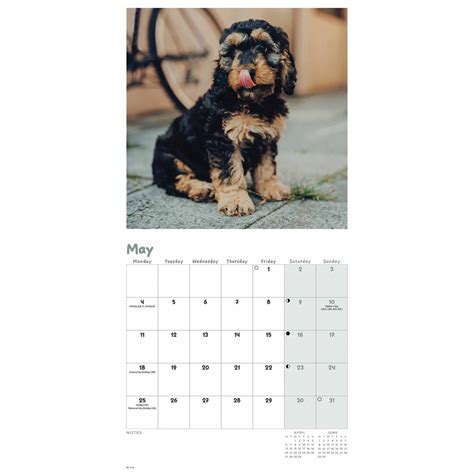 Cockapoo Puppies Mini Calendar 2026